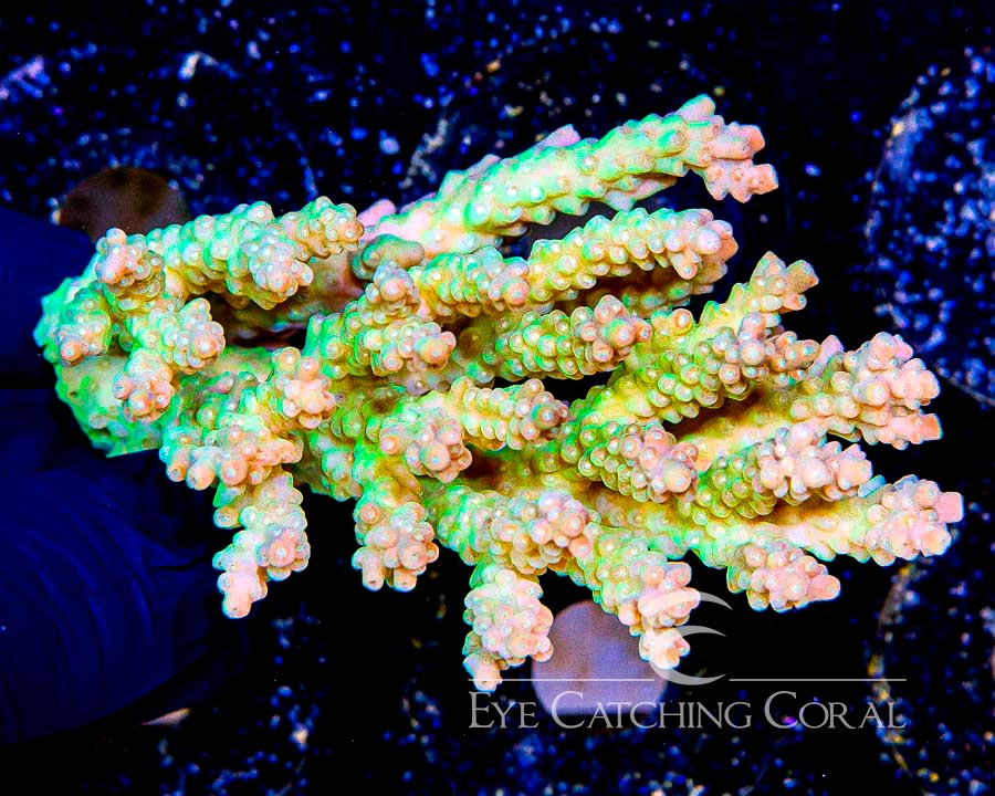 Wholesale Coral | Aussie & Indo Shipments | Eye Catching Coral
