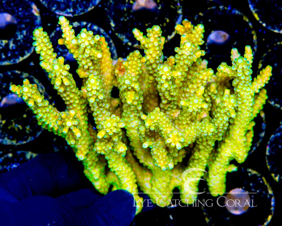 Wholesale Coral | Aussie & Indo Shipments | Eye Catching Coral