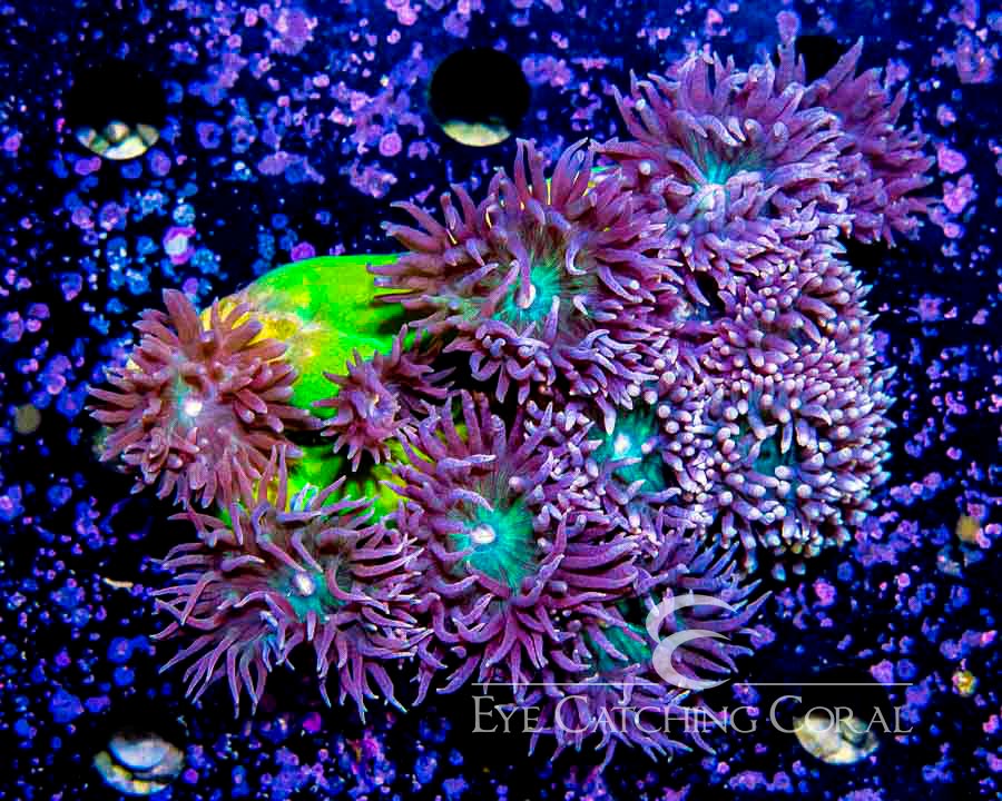 Wholesale Coral | Aussie & Indo Shipments | Eye Catching Coral