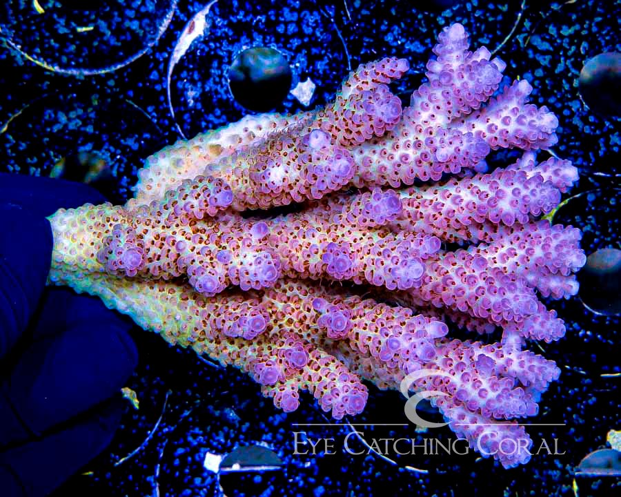 Wholesale Coral | Aussie & Indo Shipments | Eye Catching Coral