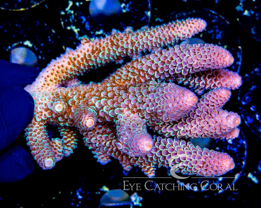 Wholesale Coral | Aussie & Indo Shipments | Eye Catching Coral