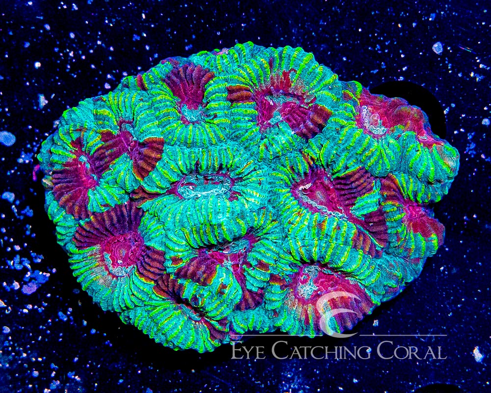 Wholesale Coral | Aussie & Indo Shipments | Eye Catching Coral