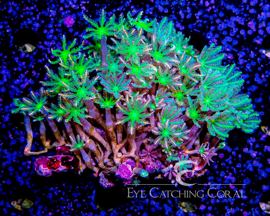 Wholesale Coral | Aussie & Indo Shipments | Eye Catching Coral