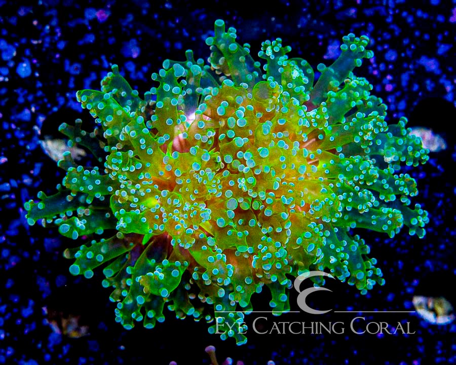 Wholesale Coral | Aussie & Indo Shipments | Eye Catching Coral