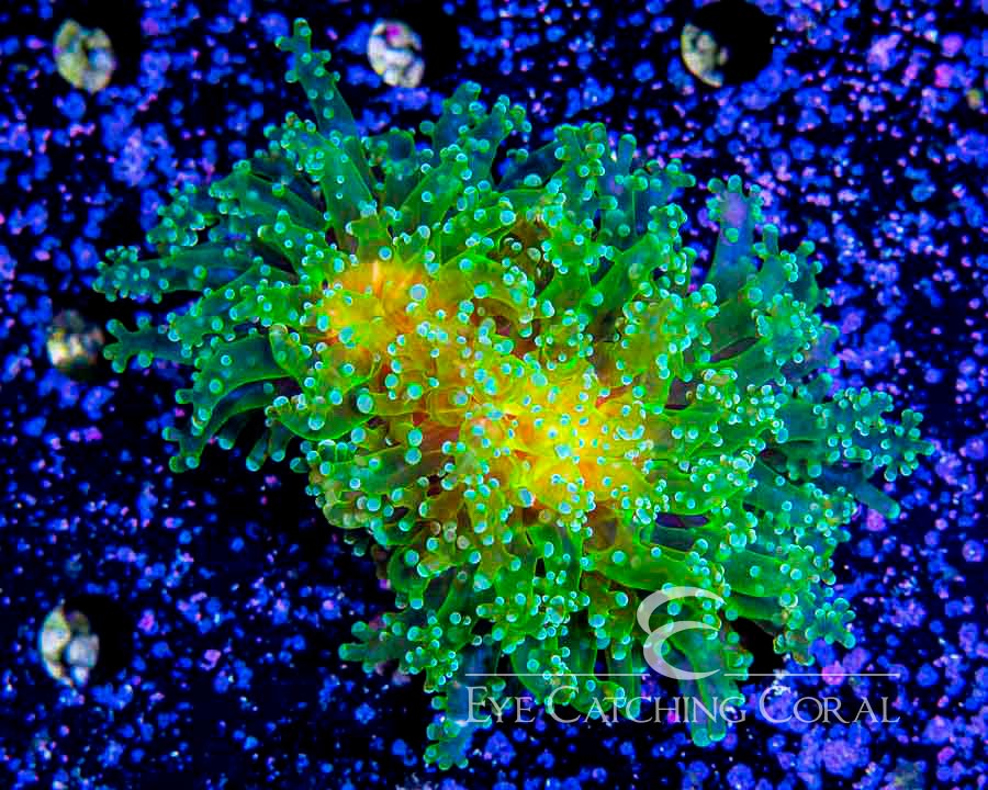Wholesale Coral | Aussie & Indo Shipments | Eye Catching Coral
