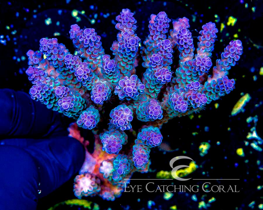 Wholesale Coral | Aussie & Indo Shipments | Eye Catching Coral