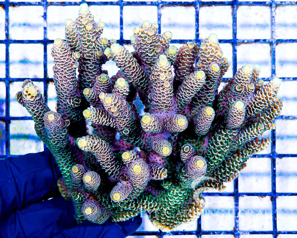 Wholesale Coral | Aussie & Indo Shipments | Eye Catching Coral