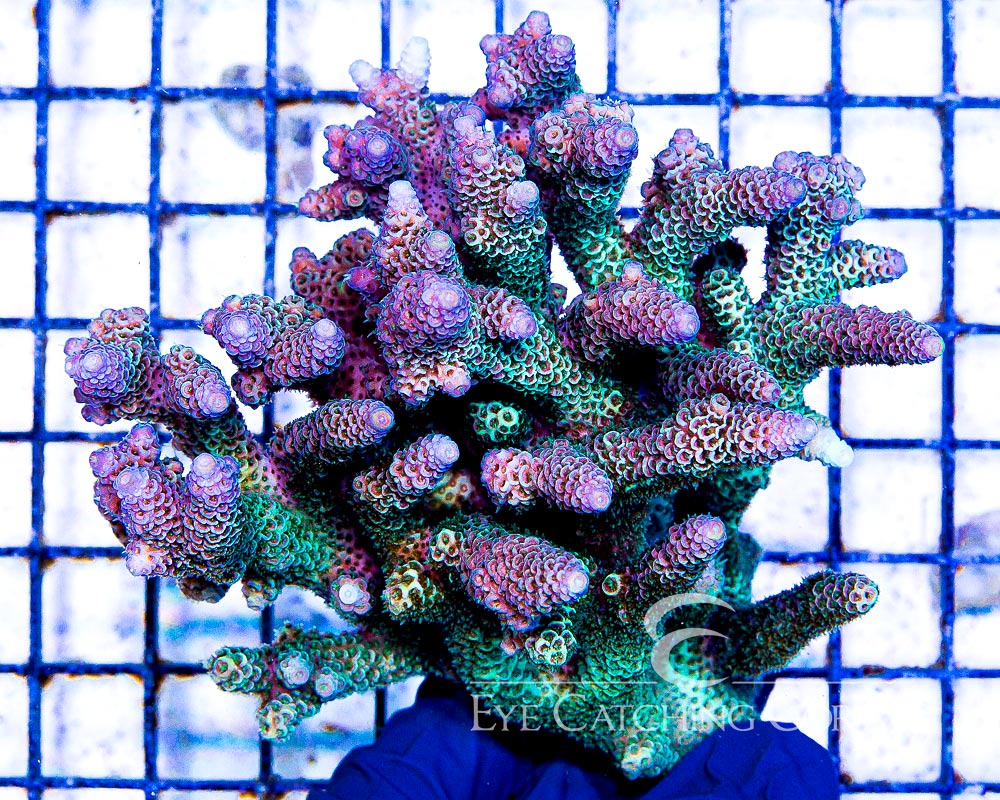 Wholesale Coral | Aussie & Indo Shipments | Eye Catching Coral