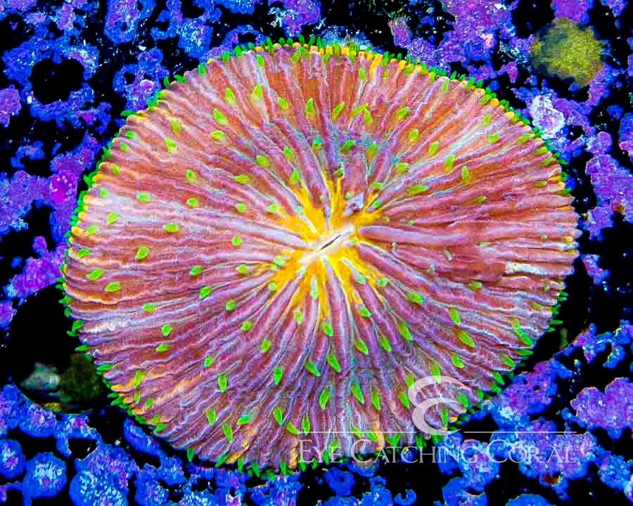 Wholesale Coral | Aussie & Indo Shipments | Eye Catching Coral