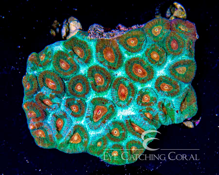 Wholesale Coral | Aussie & Indo Shipments | Eye Catching Coral