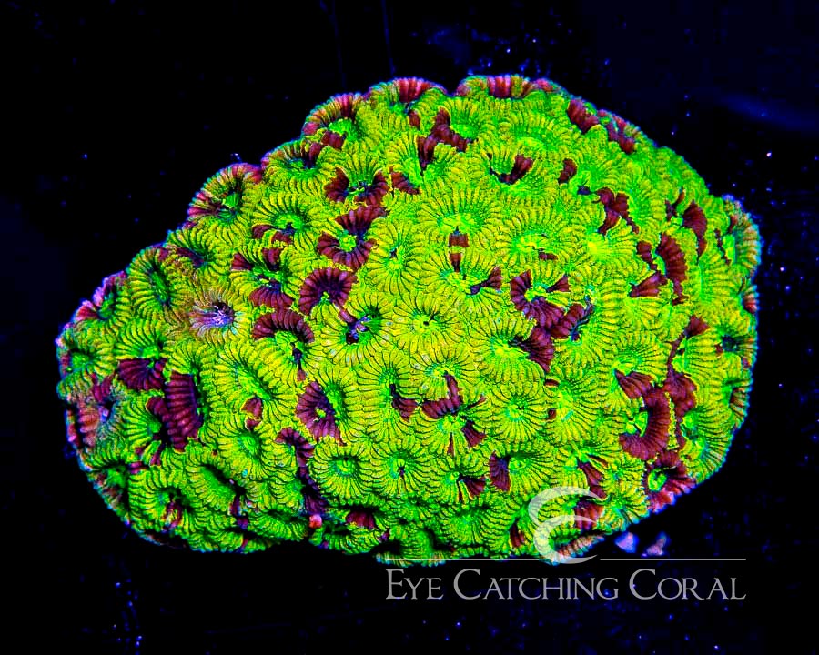 Wholesale Coral | Aussie & Indo Shipments | Eye Catching Coral