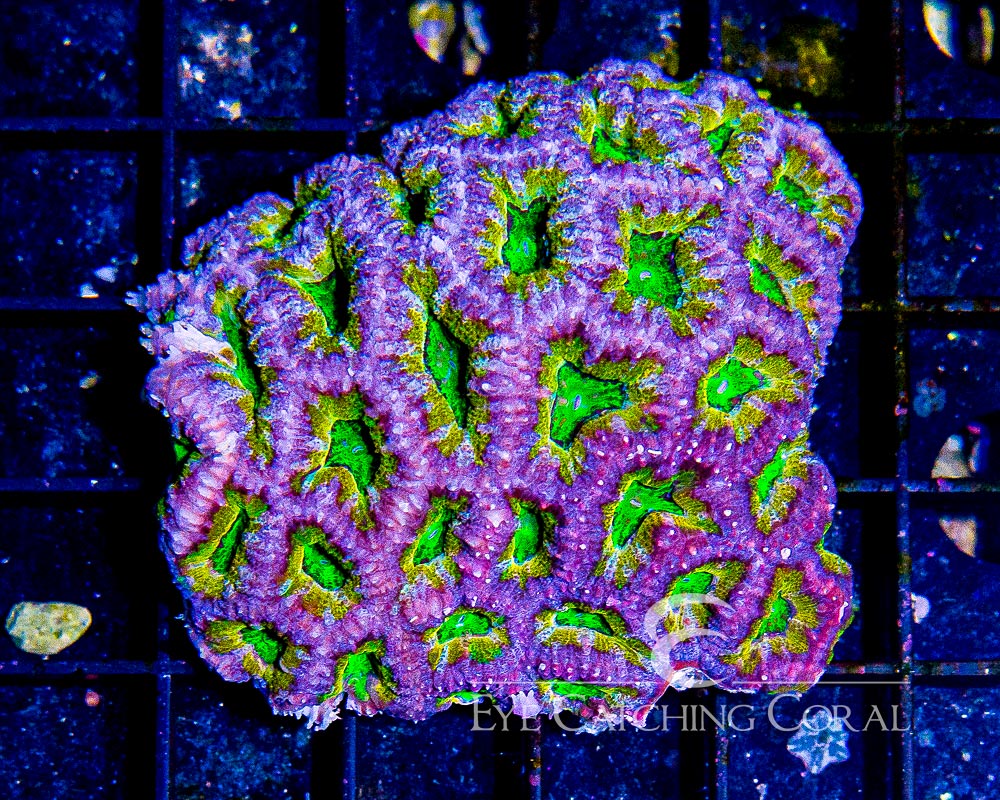Wholesale Coral | Aussie & Indo Shipments | Eye Catching Coral