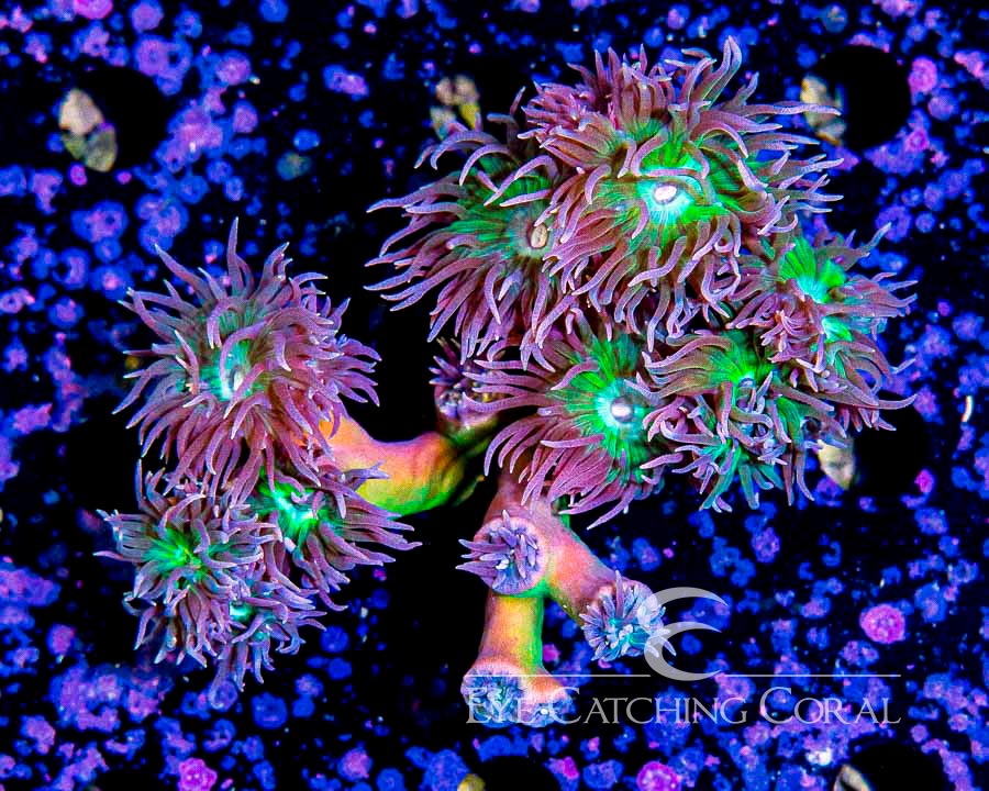 Wholesale Coral | Aussie & Indo Shipments | Eye Catching Coral