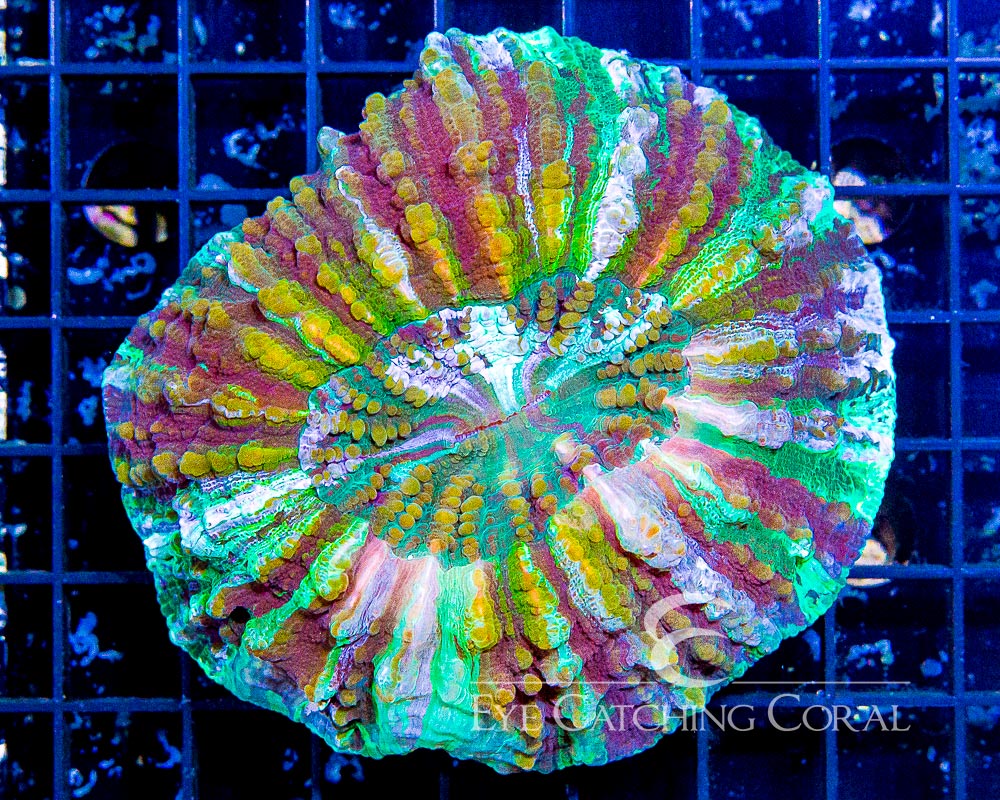 Wholesale Coral | Aussie & Indo Shipments | Eye Catching Coral