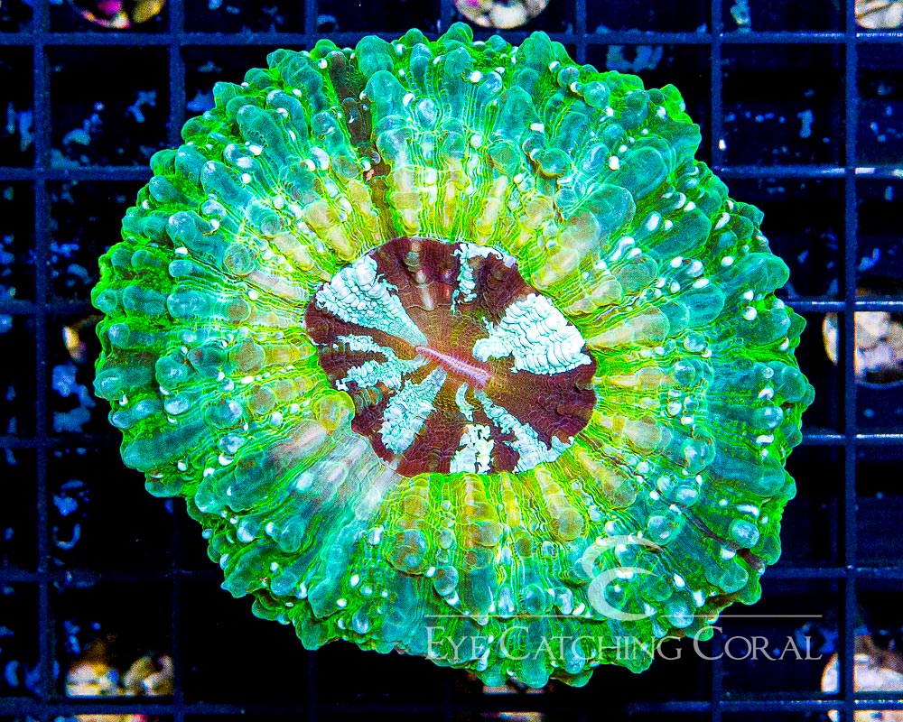 Wholesale Coral | Aussie & Indo Shipments | Eye Catching Coral
