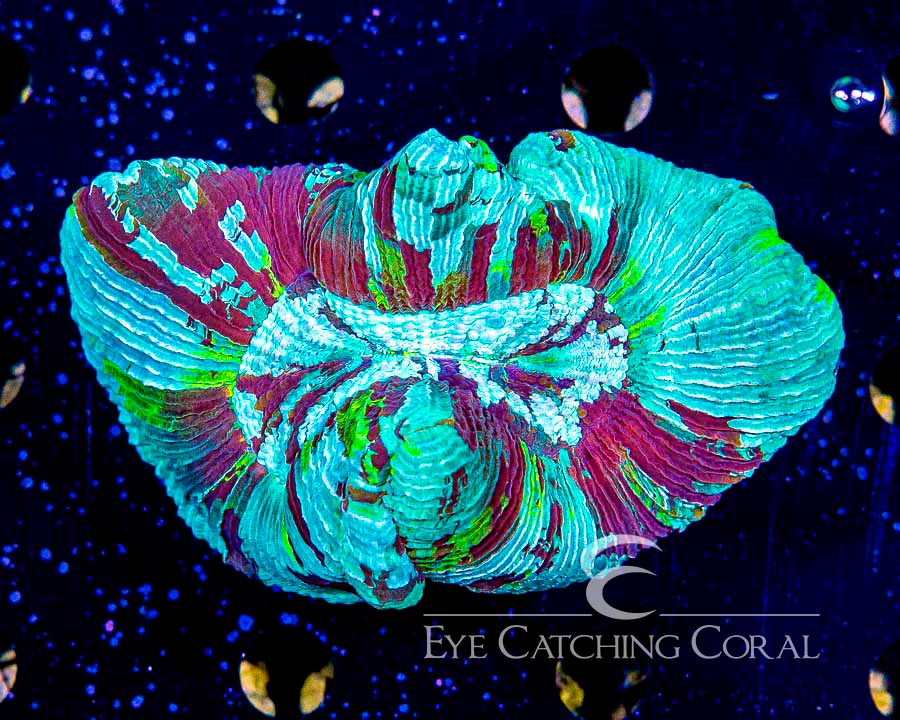 Wholesale Coral | Aussie & Indo Shipments | Eye Catching Coral