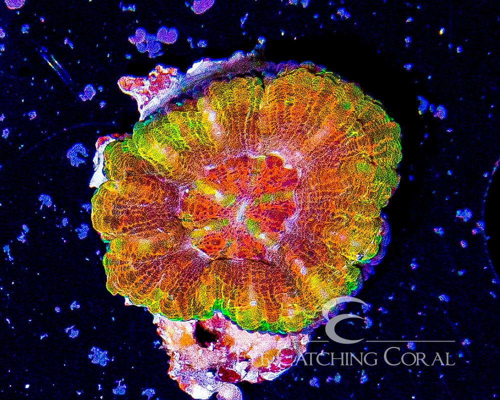 Wholesale Coral | Aussie & Indo Shipments | Eye Catching Coral