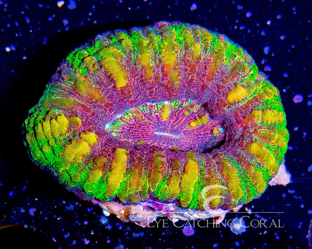 Wholesale Coral | Aussie & Indo Shipments | Eye Catching Coral