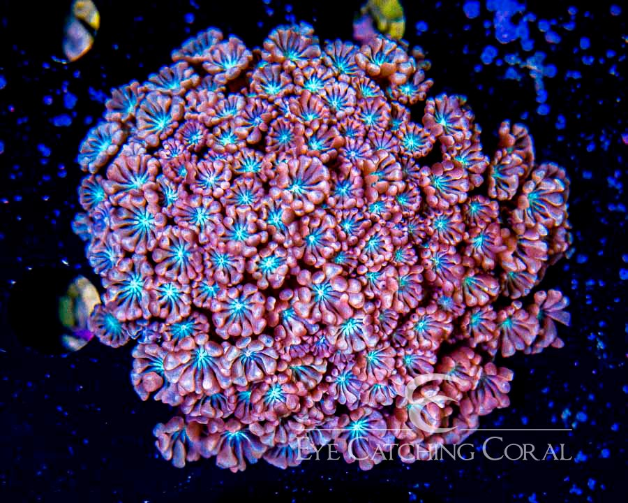 Wholesale Coral | Aussie & Indo Shipments | Eye Catching Coral