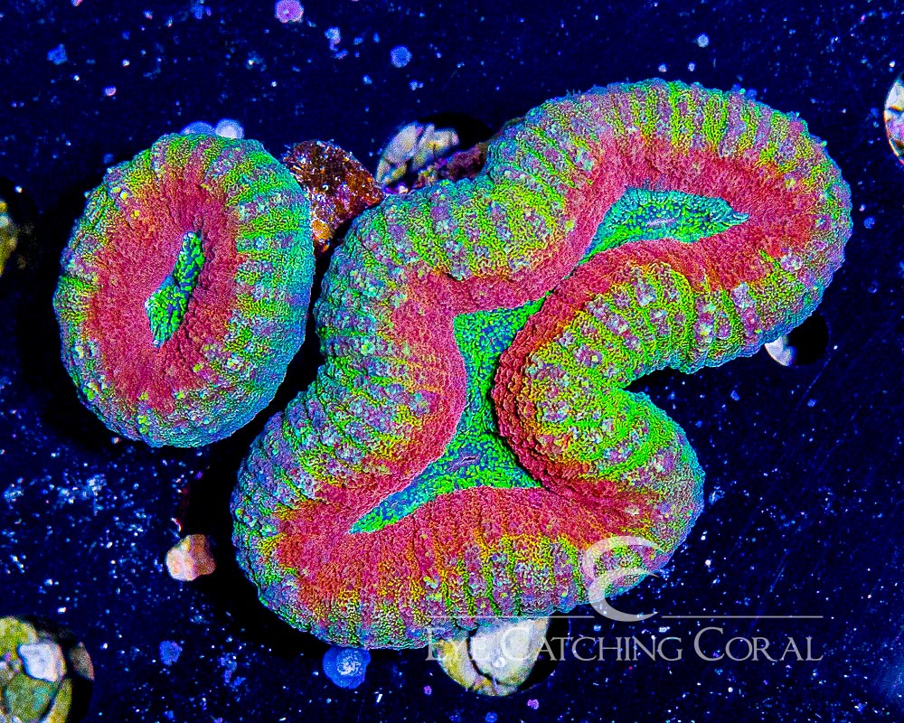 Wholesale Coral | Aussie & Indo Shipments | Eye Catching Coral