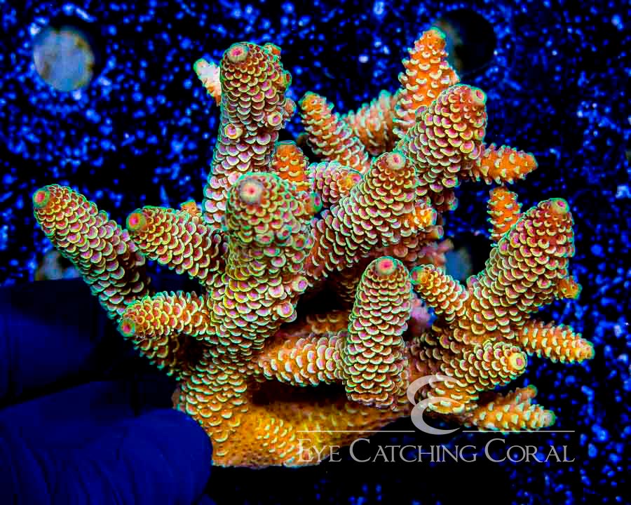 Wholesale Coral | Aussie & Indo Shipments | Eye Catching Coral