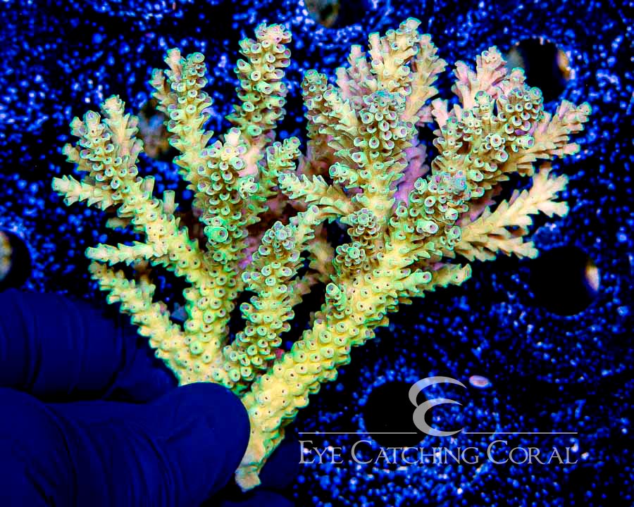 Wholesale Coral | Aussie & Indo Shipments | Eye Catching Coral