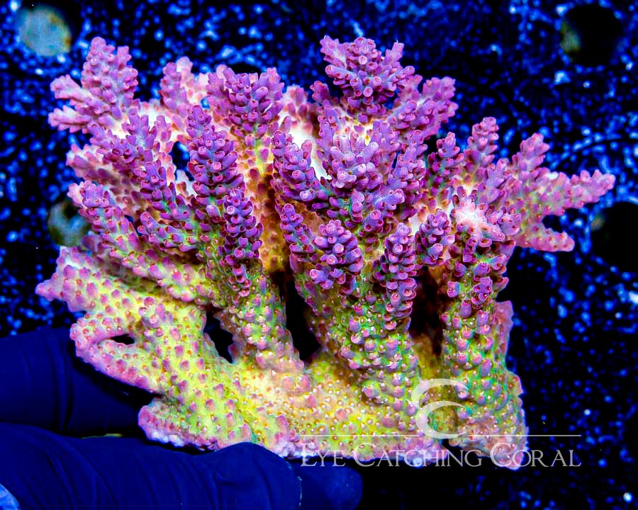 Wholesale Coral | Aussie & Indo Shipments | Eye Catching Coral