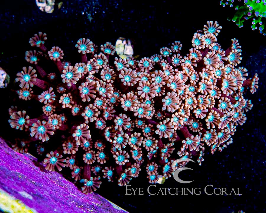 Wholesale Coral | Aussie & Indo Shipments | Eye Catching Coral
