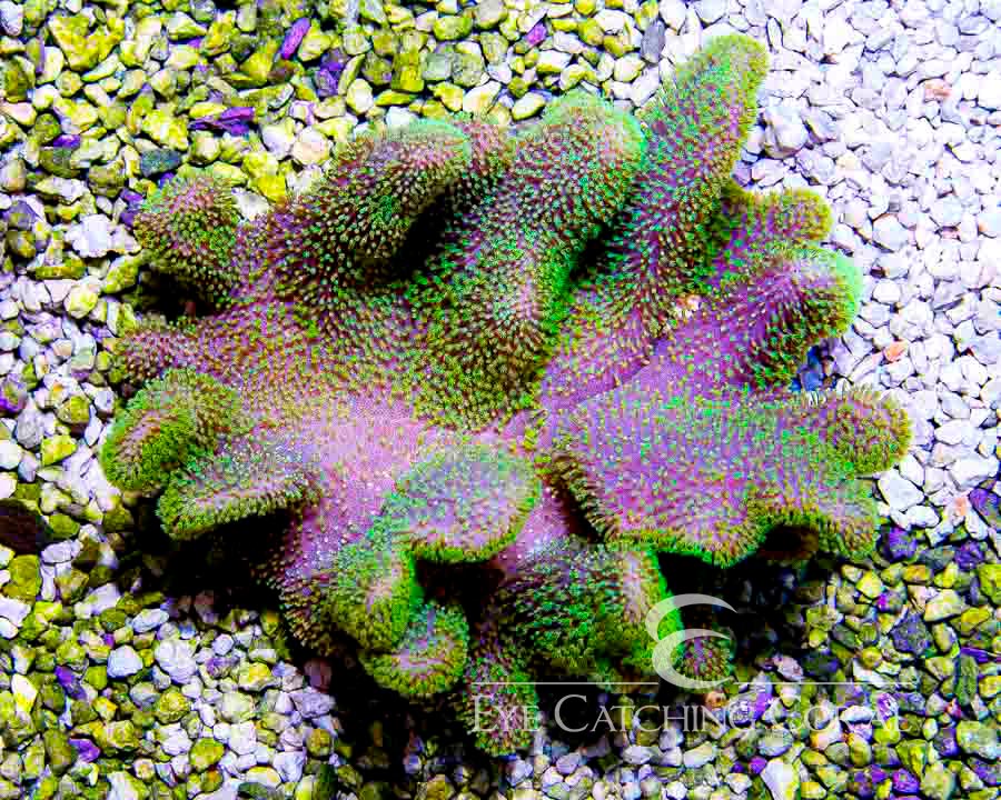 Wholesale Coral | Aussie & Indo Shipments | Eye Catching Coral