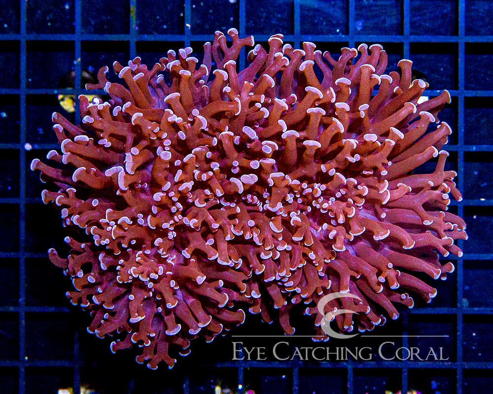 Wholesale Coral | Aussie & Indo Shipments | Eye Catching Coral