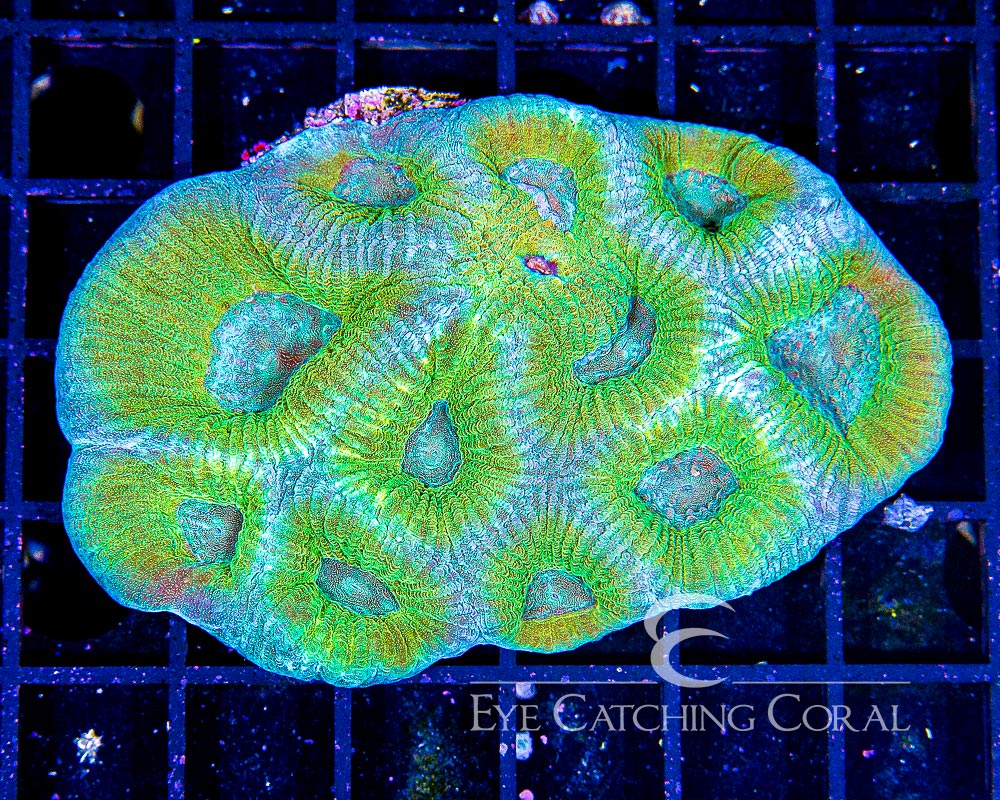 Wholesale Coral | Aussie & Indo Shipments | Eye Catching Coral