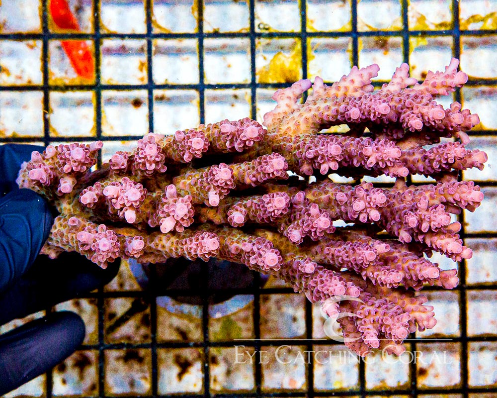Wholesale Coral | Aussie & Indo Shipments | Eye Catching Coral
