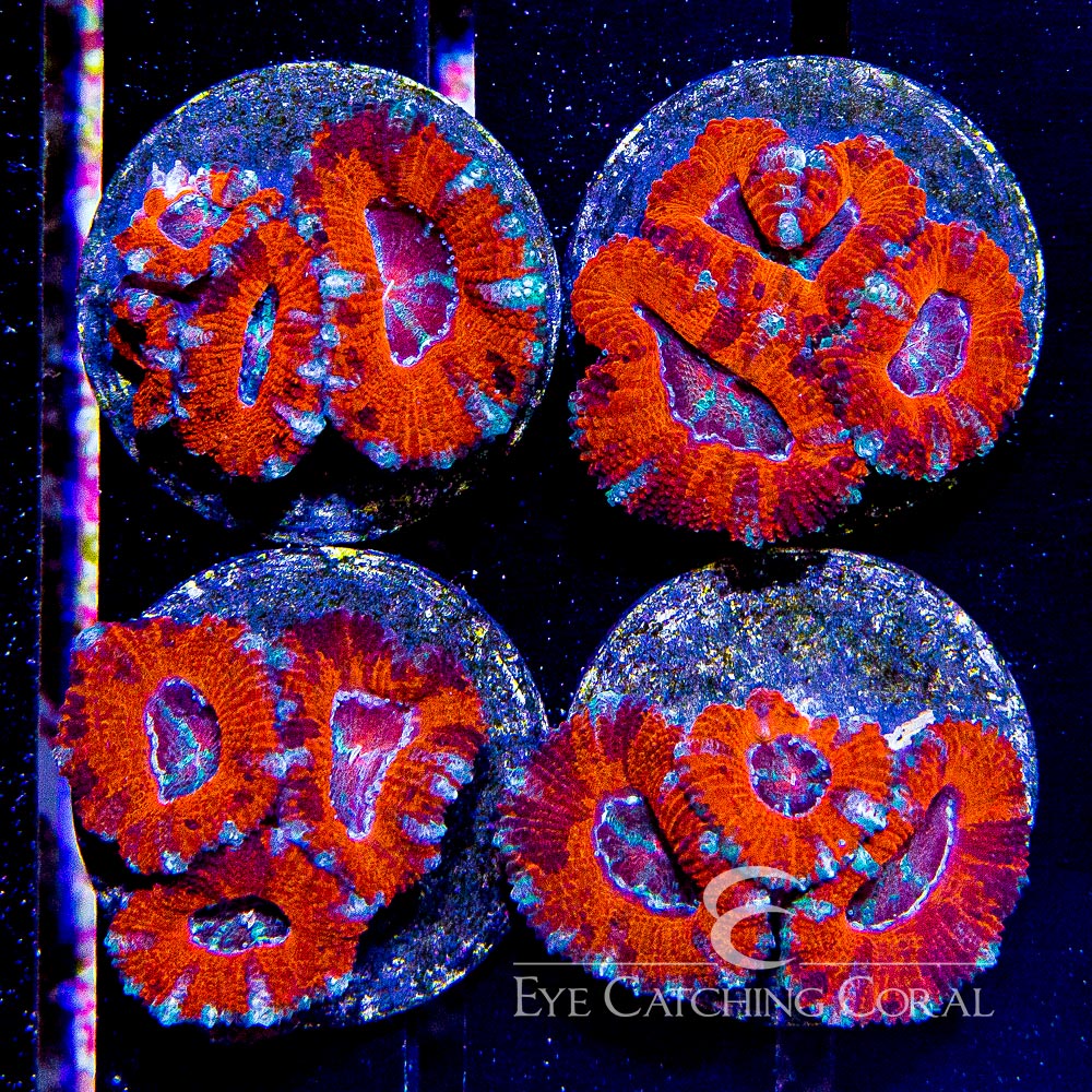 Premium & Signature Frags | ECC Frags | Eye Catching Coral