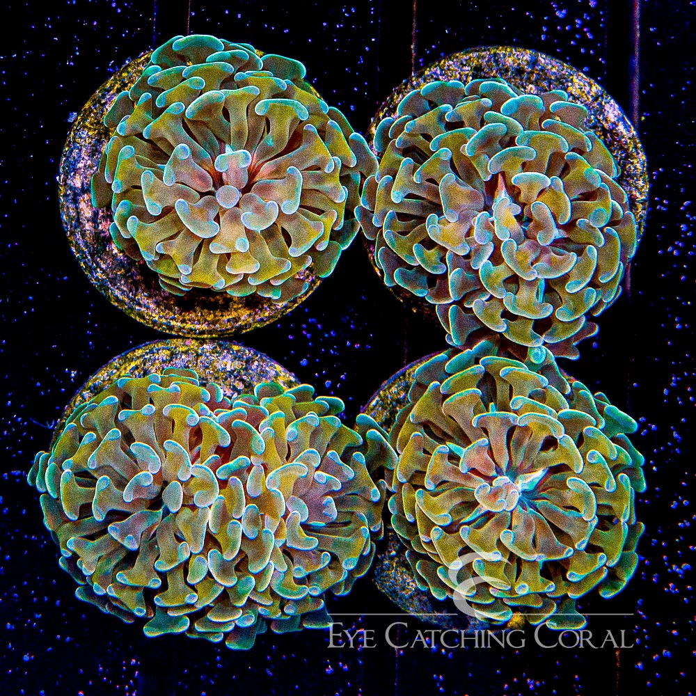 Premium & Signature Frags | ECC Frags | Eye Catching Coral