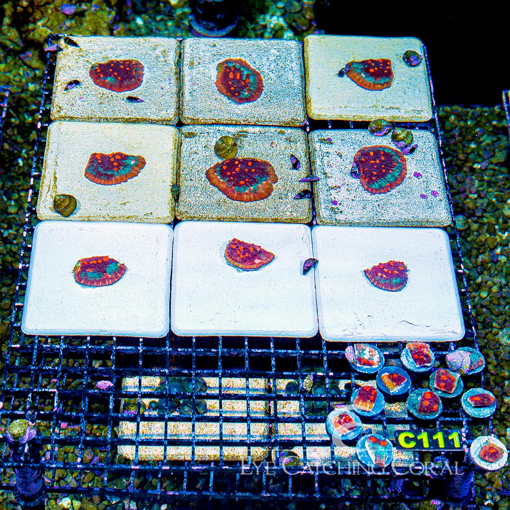ECC Fire & Ice Chalice Frag | Aquacultured Frags | Eye Catching Coral