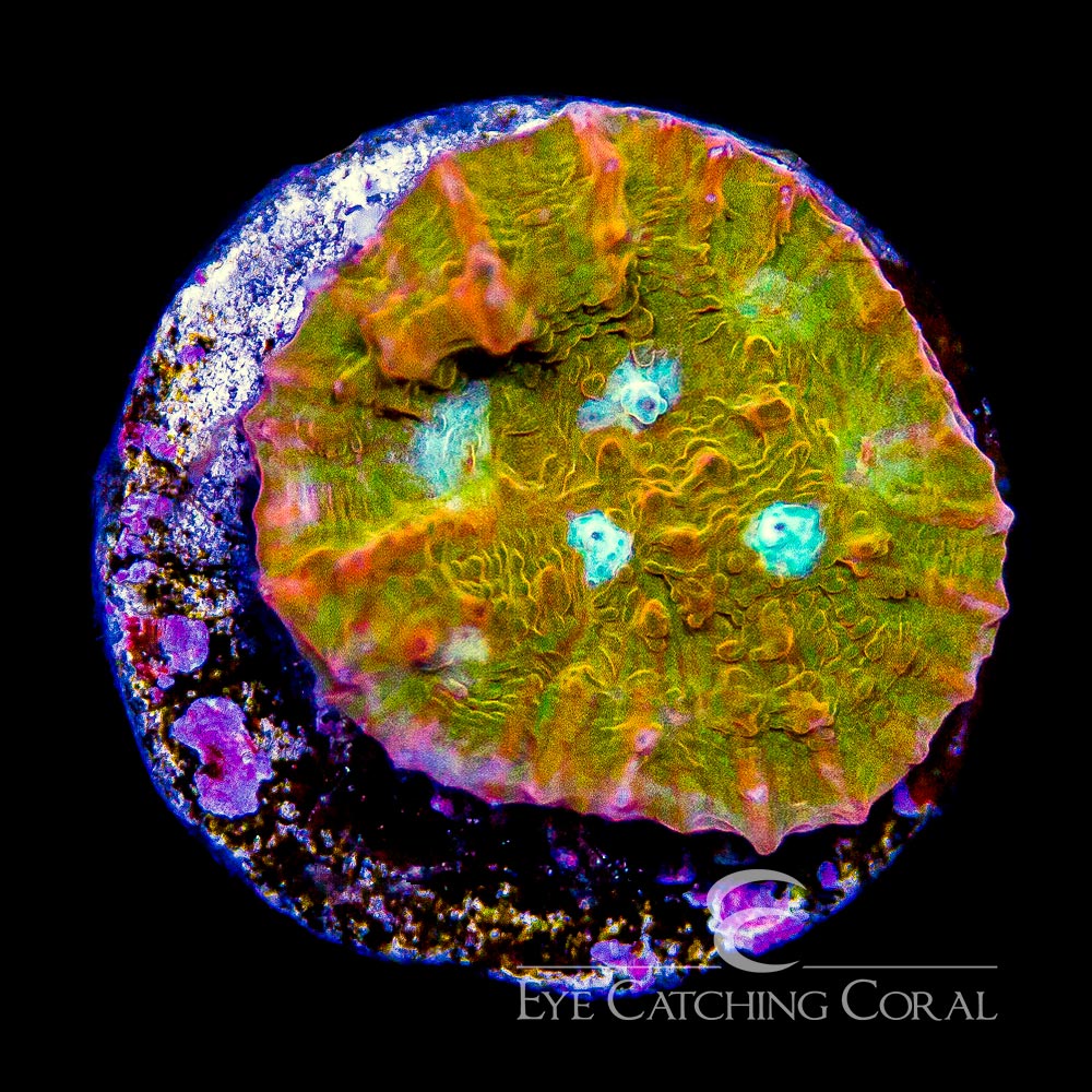 Jason Fox Orange Zombie Chalice Frag | Aquacultured Frags | Eye ...