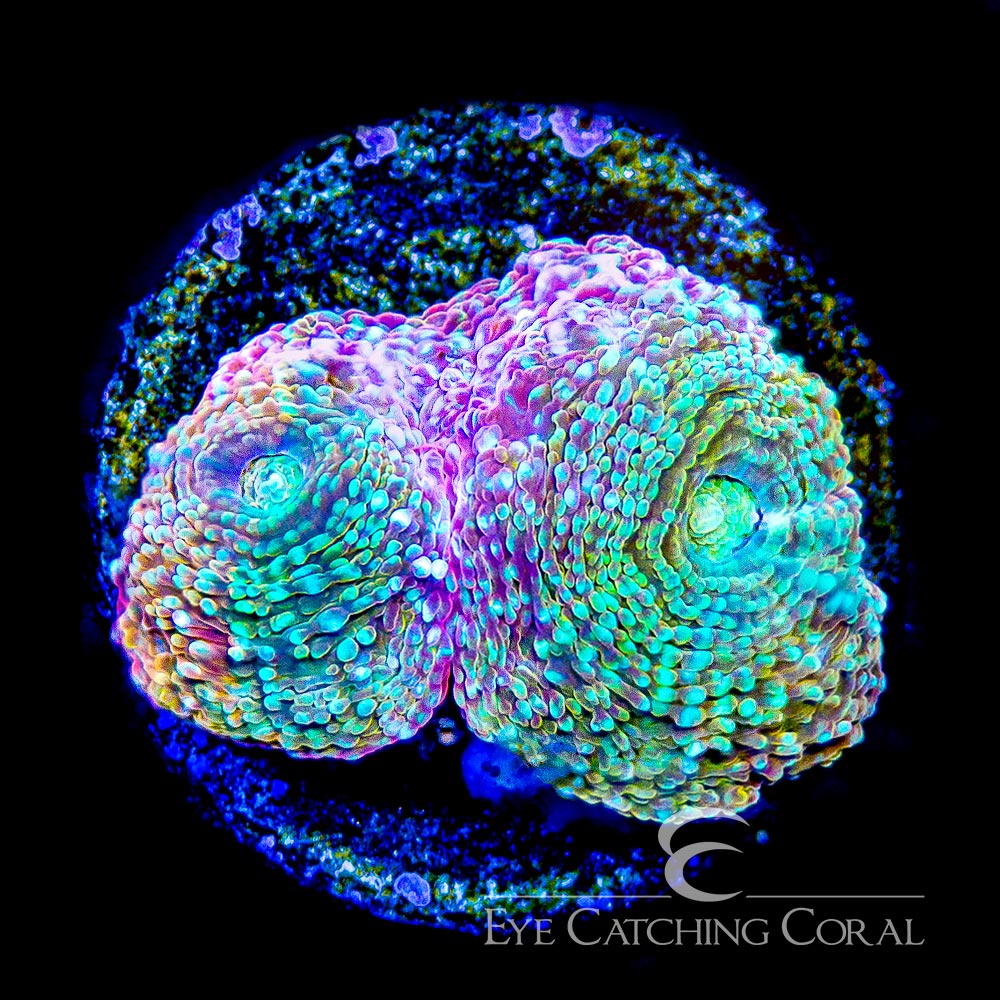 Aquaculture Facility | Wholesale Frags | Eye Catching Coral