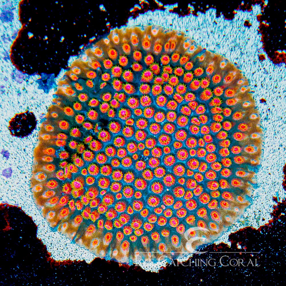 Aquacultured Frags | Wholesale Coral | Eye Catching Coral
