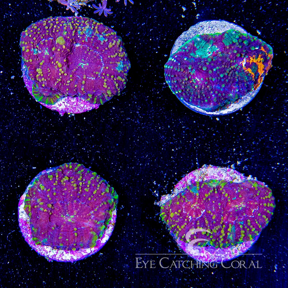 ECC City Lights Echinata Frag | Aquacultured Frags | Eye Catching Coral