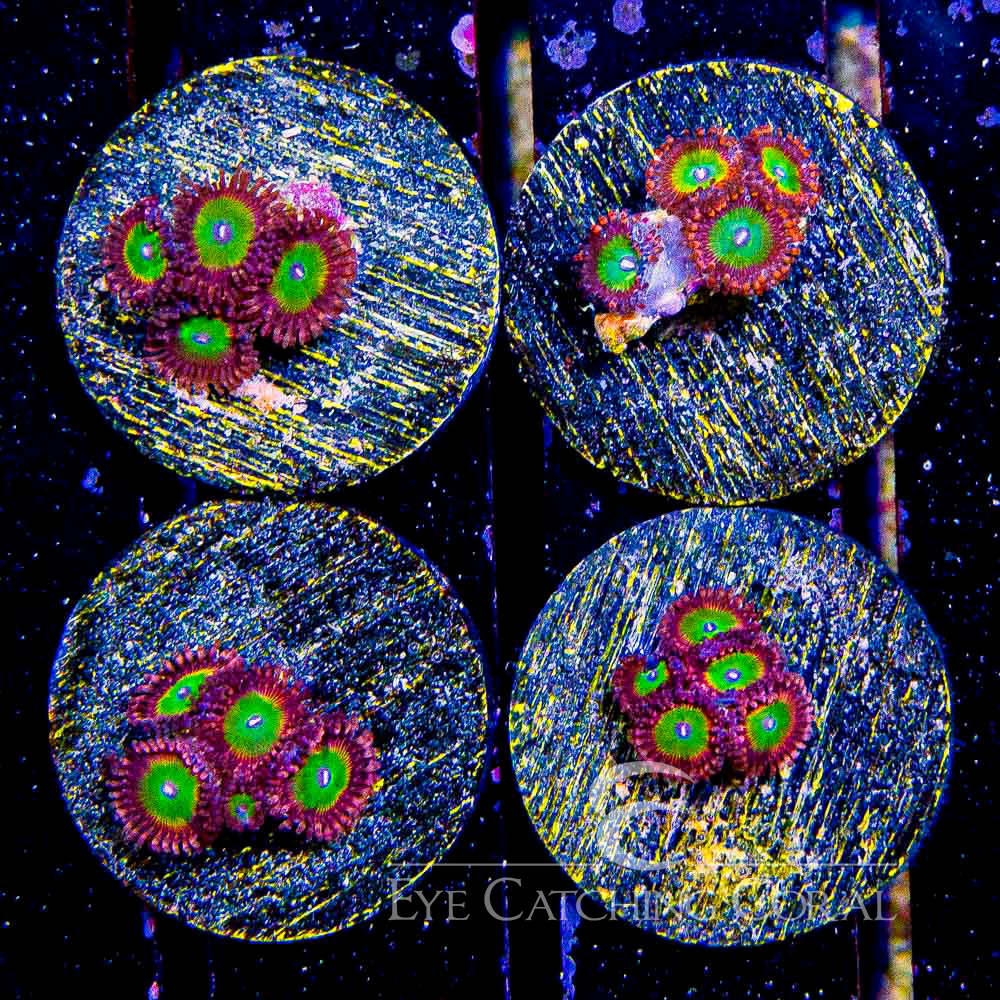 Premium & Signature Frags | ECC Frags | Eye Catching Coral