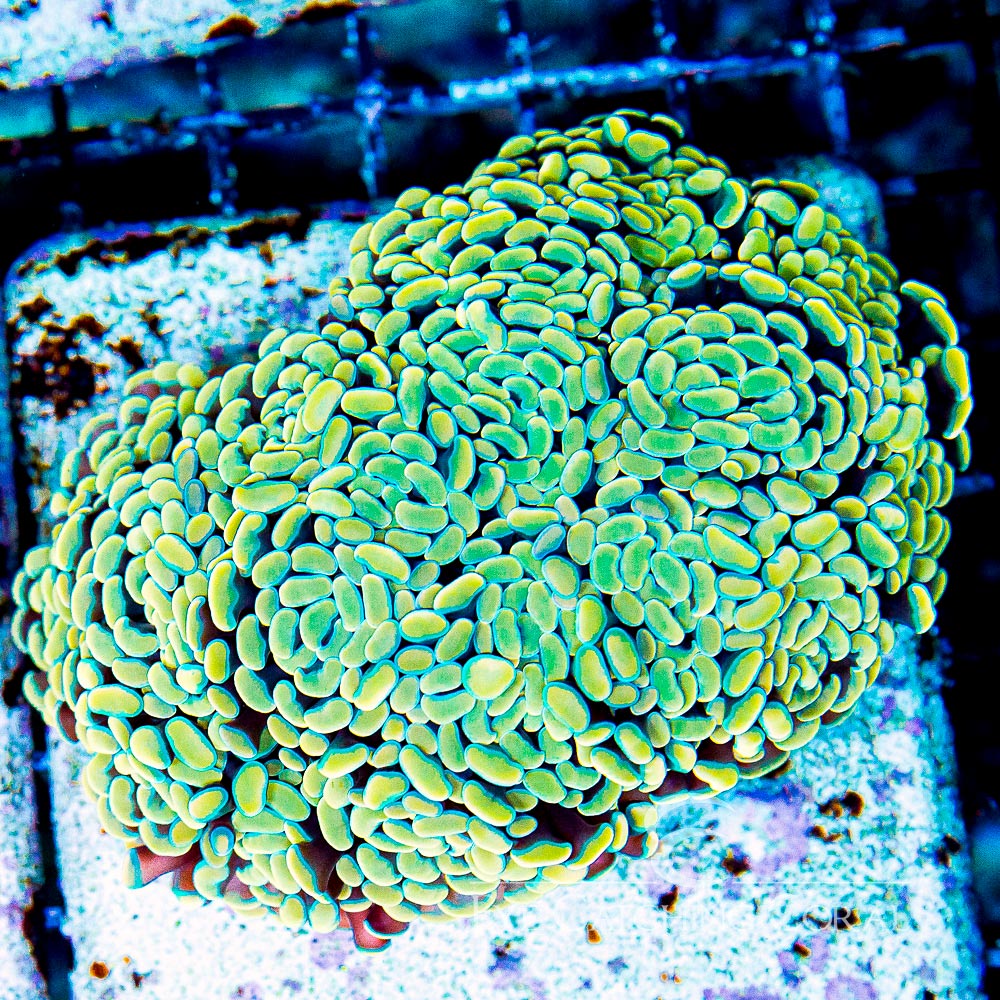 Aquacultured Frags | Wholesale Coral | Eye Catching Coral