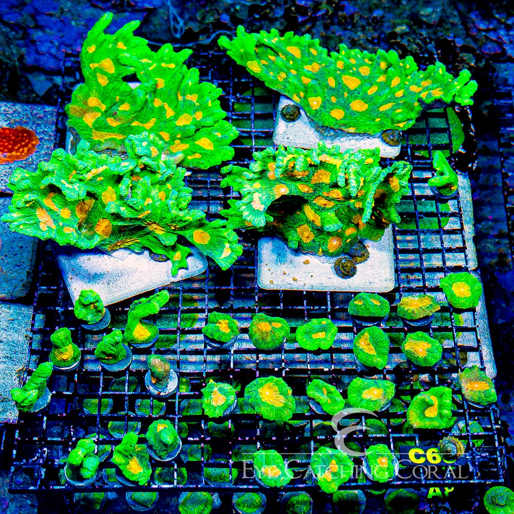 Search Results for 'Pectinia' | Eye Catching Coral