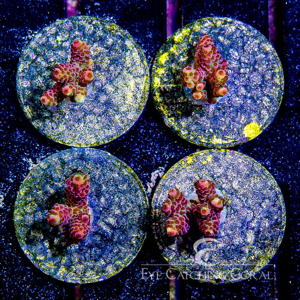 Premium & Signature Frags | ECC Frags | Eye Catching Coral