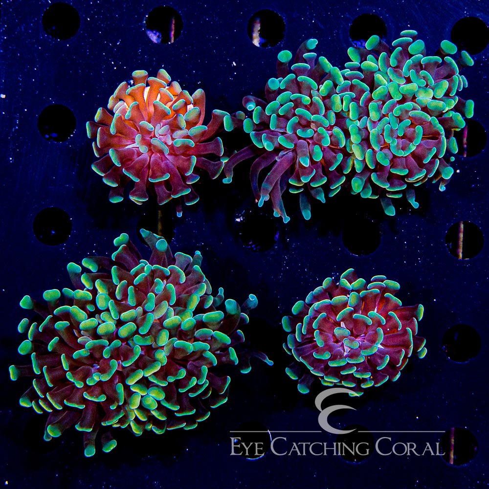 ECC Hyper Orange Hammer Big Frag | Aquacultured Frags | Eye Catching Coral