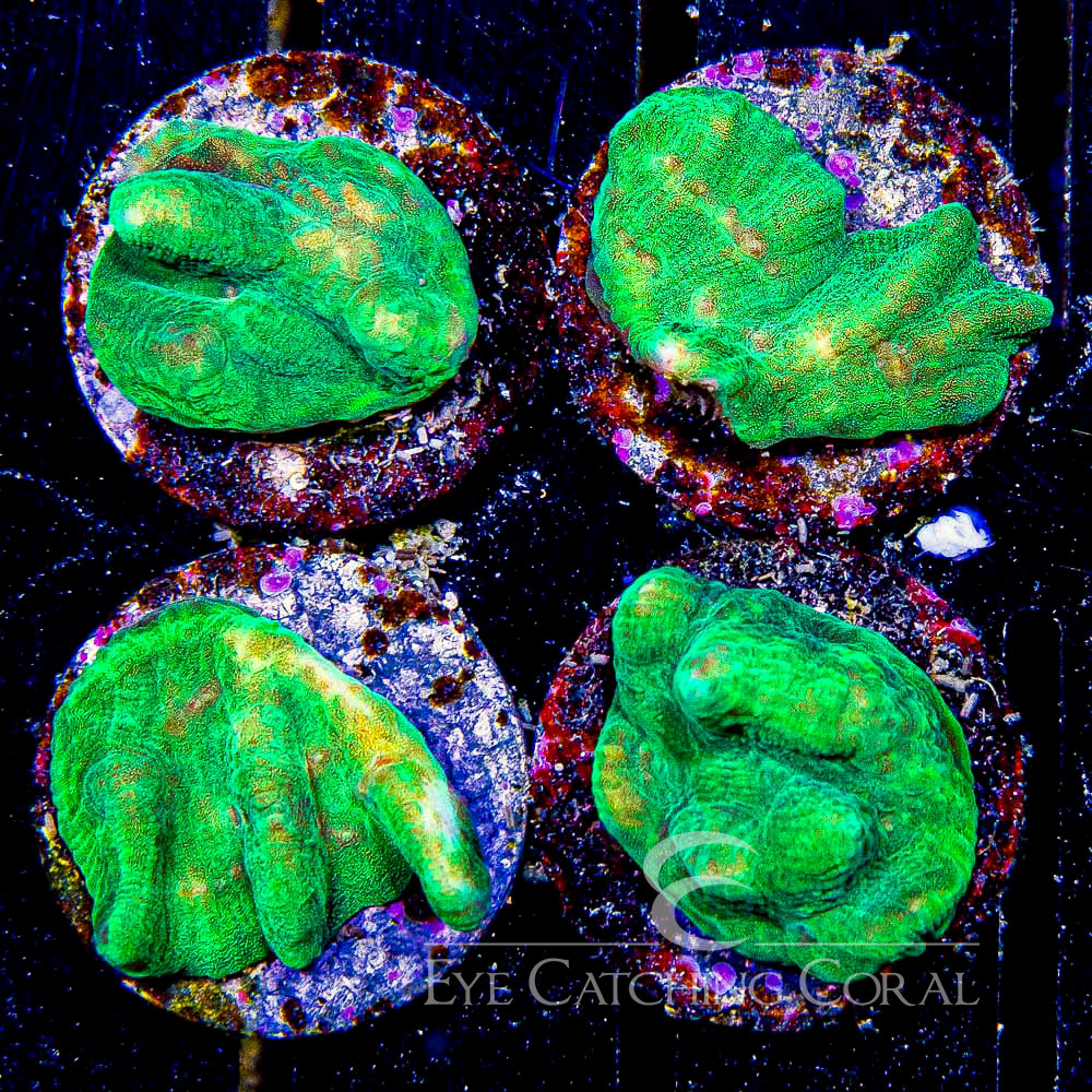 Premium & Signature Frags | ECC Frags | Eye Catching Coral