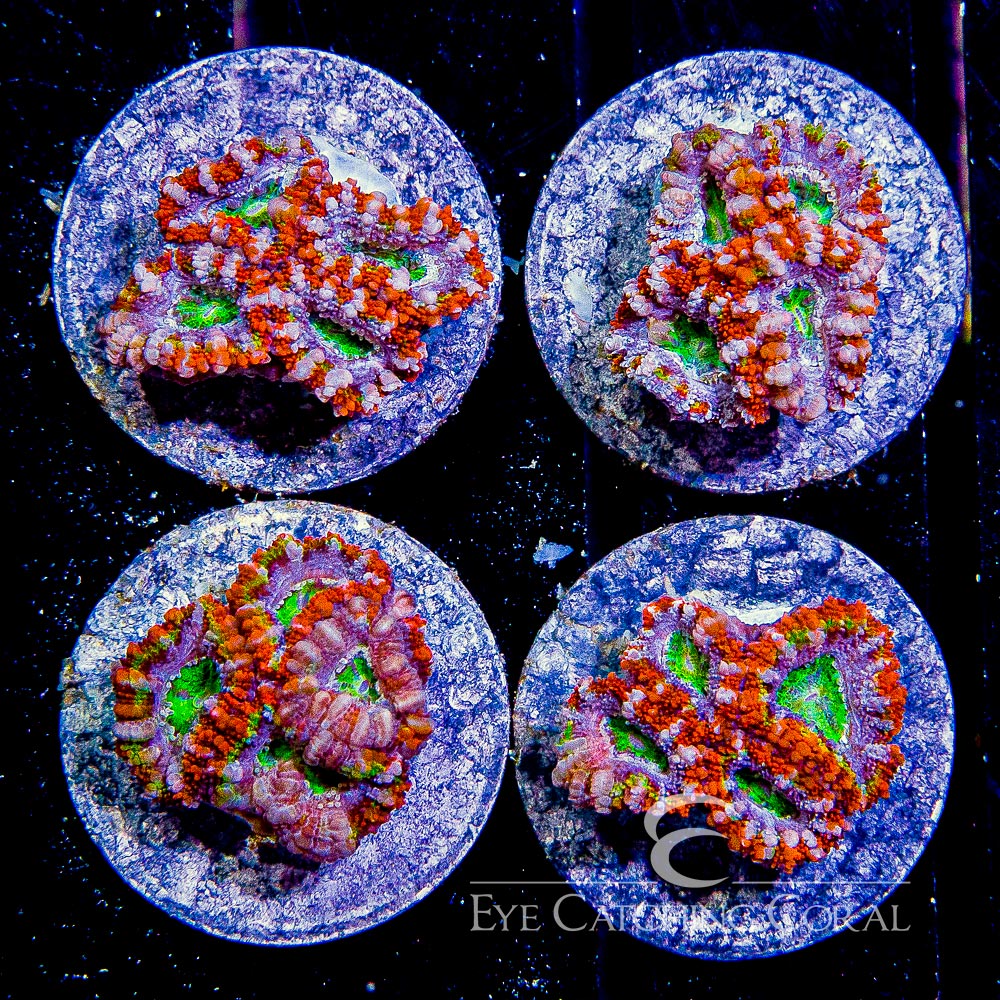 Premium & Signature Frags | ECC Frags | Eye Catching Coral