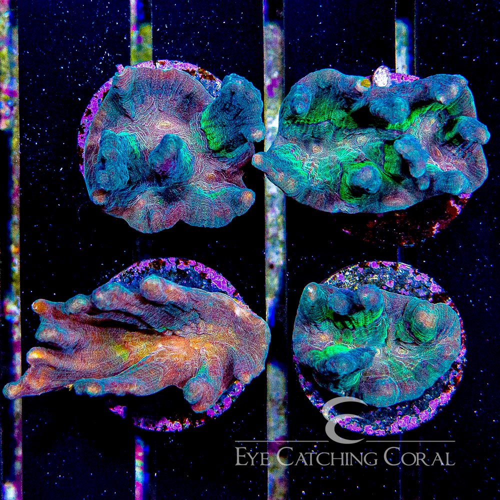 Premium & Signature Frags | ECC Frags | Eye Catching Coral