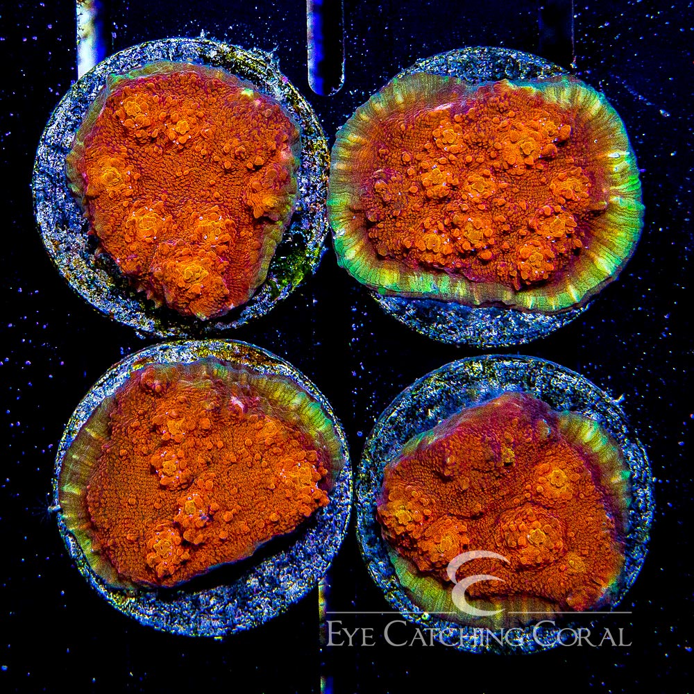 Premium & Signature Frags | ECC Frags | Eye Catching Coral