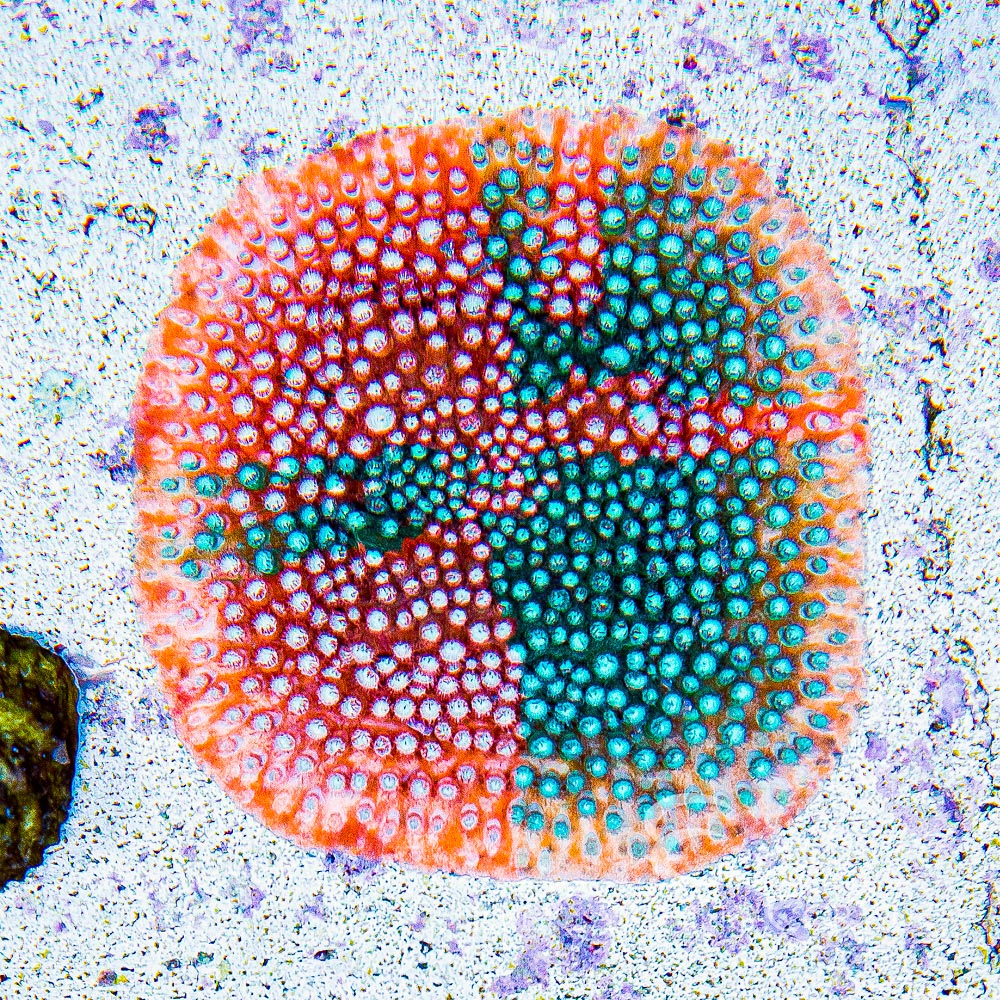 Aquacultured Frags | Wholesale Coral | Eye Catching Coral
