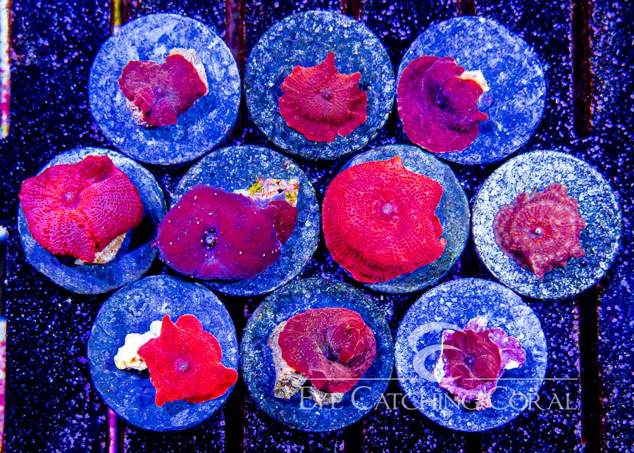 Conditioned Frags | Wholesale Coral | Eye Catching Coral